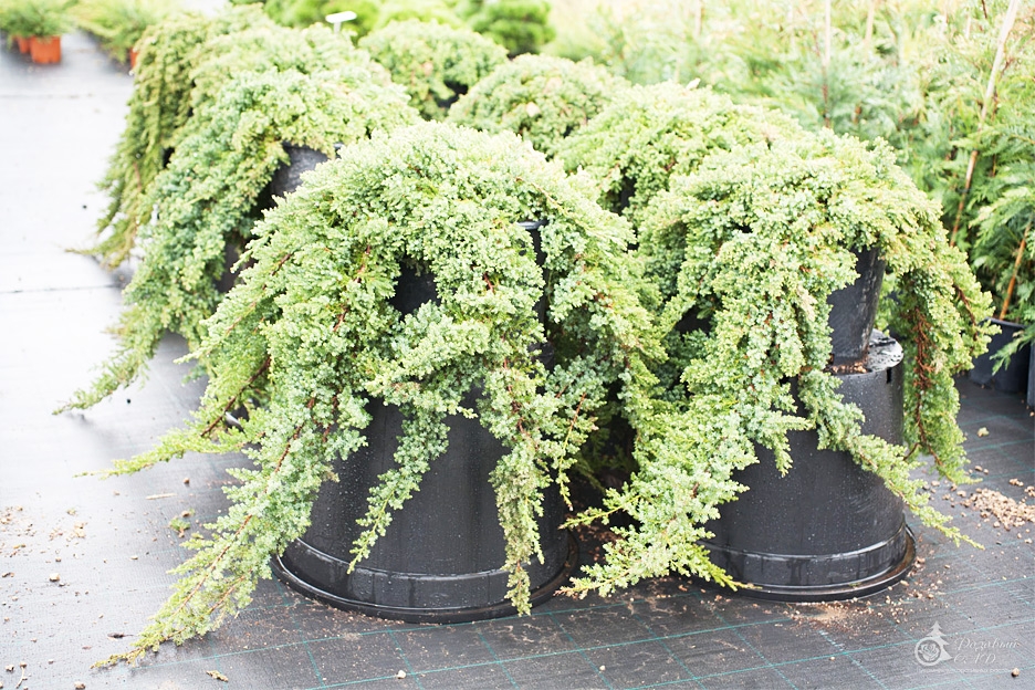 Можжевельник горизонтальный Вилтони (Juniperus horizontalis Wiltonii ...